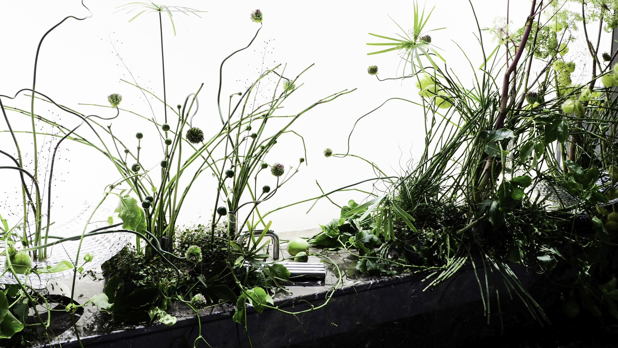 Pino Flowers | Pino Flowers